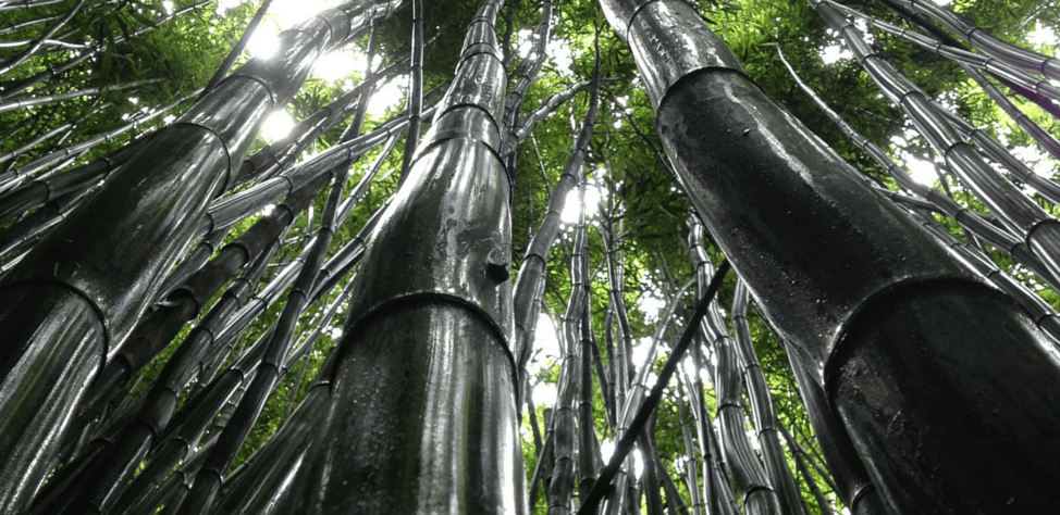 Remember, what looks weak is strong, Bamboo lessons – Koffee with Joe